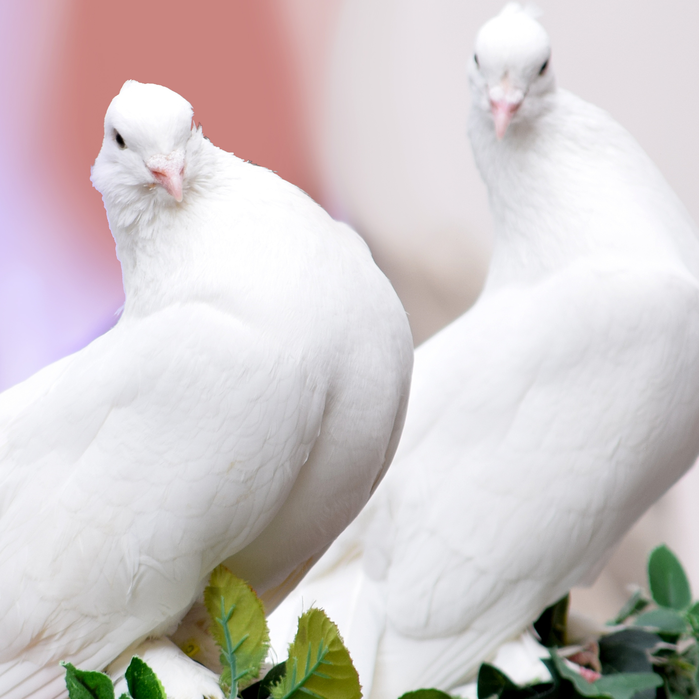 Elegant Dove Displays & Releases for Weddings, Funerals, and Special ...