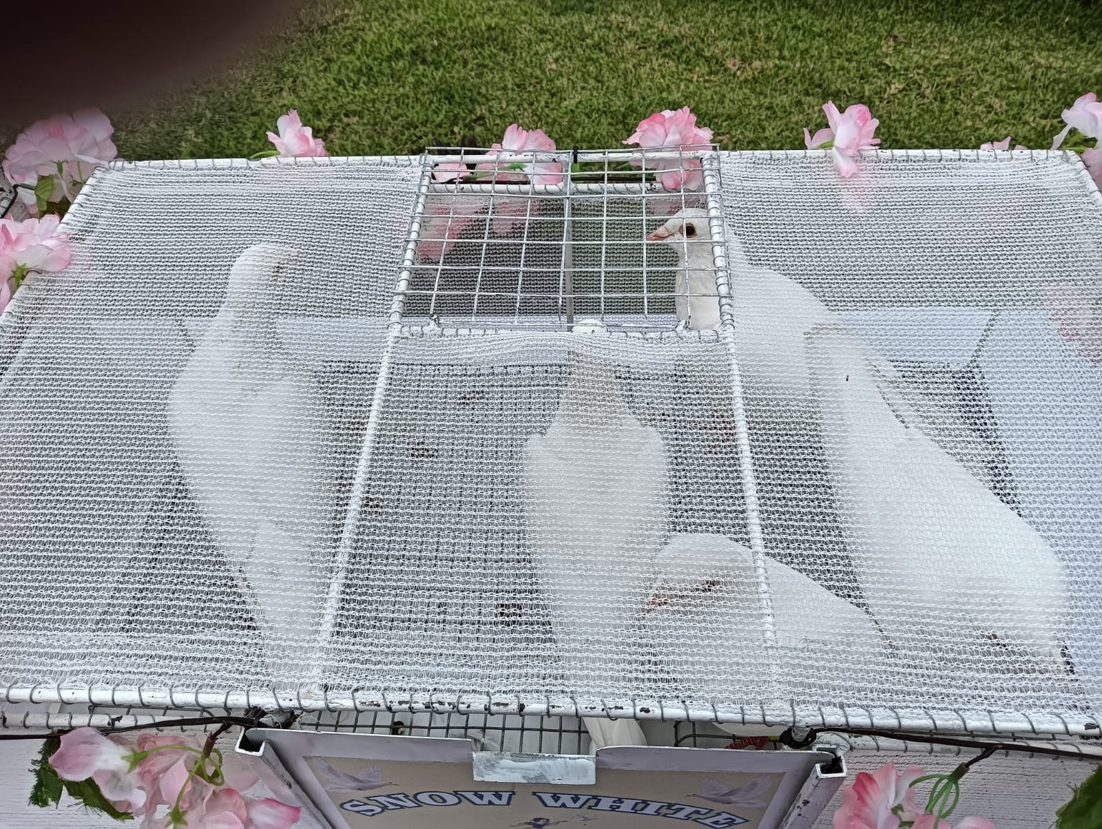 Elegant Dove Displays & Releases for Weddings, Funerals, and Special ...