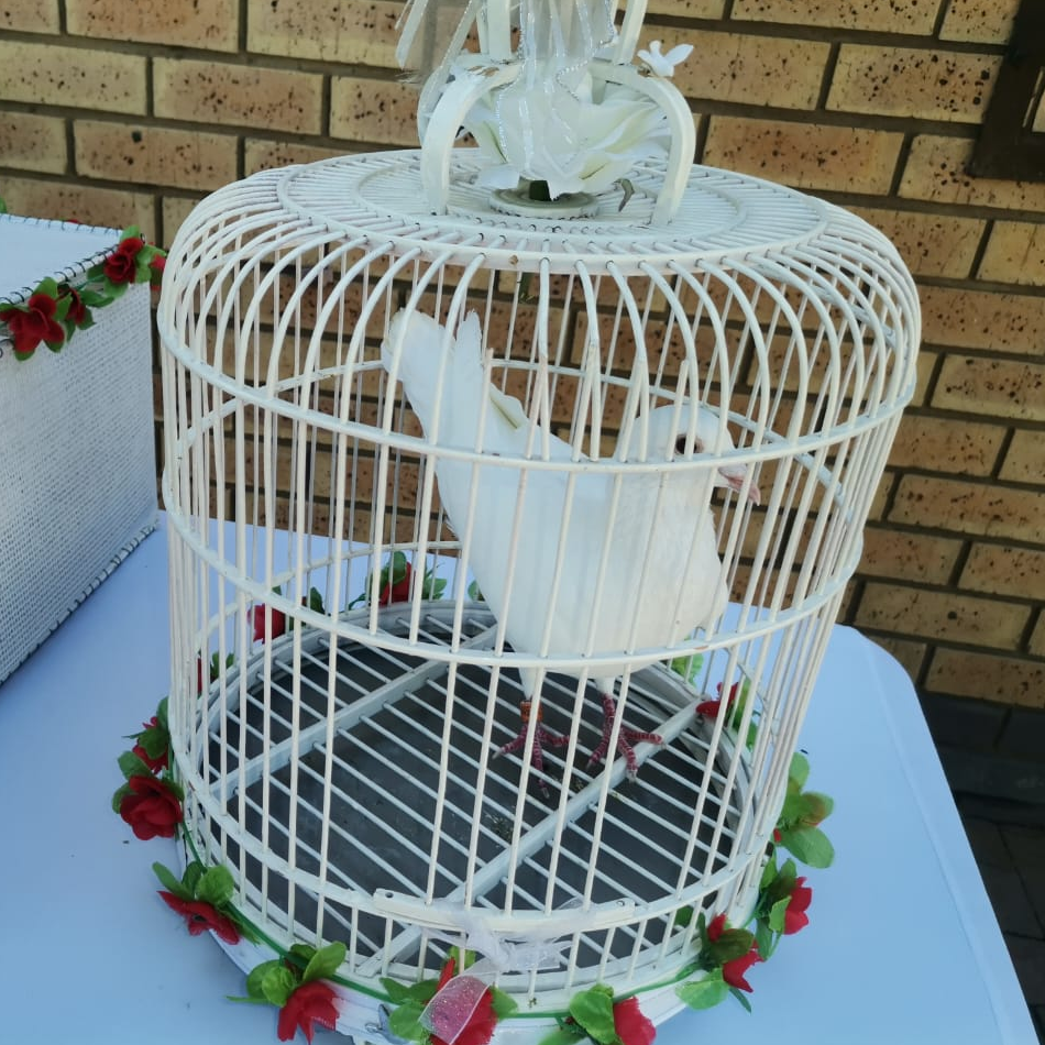 Elegant Dove Displays & Releases for Weddings, Funerals, and Special ...